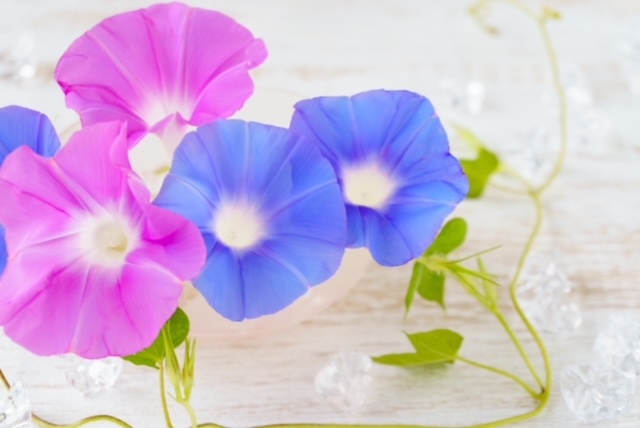 気持ち新たに | NPO法人江朋会 joblead(ジョブリード)