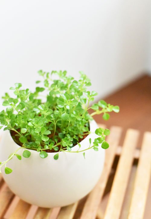 商店街での作業 | NPO法人江朋会 joblead(ジョブリード)